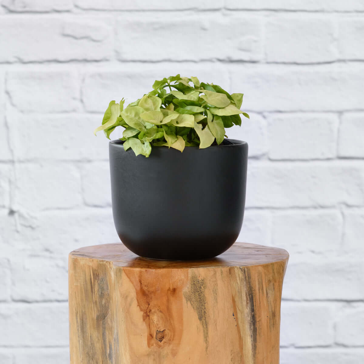 Arrowhead Plant - Pixie – Plantify - Urban Nursery