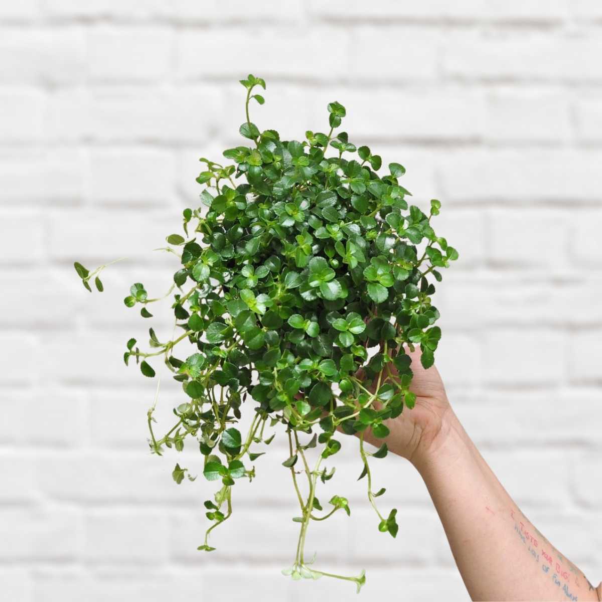 Baby's Tears - the Ultimate Easy Care Vine! – Plantify - Urban Nursery