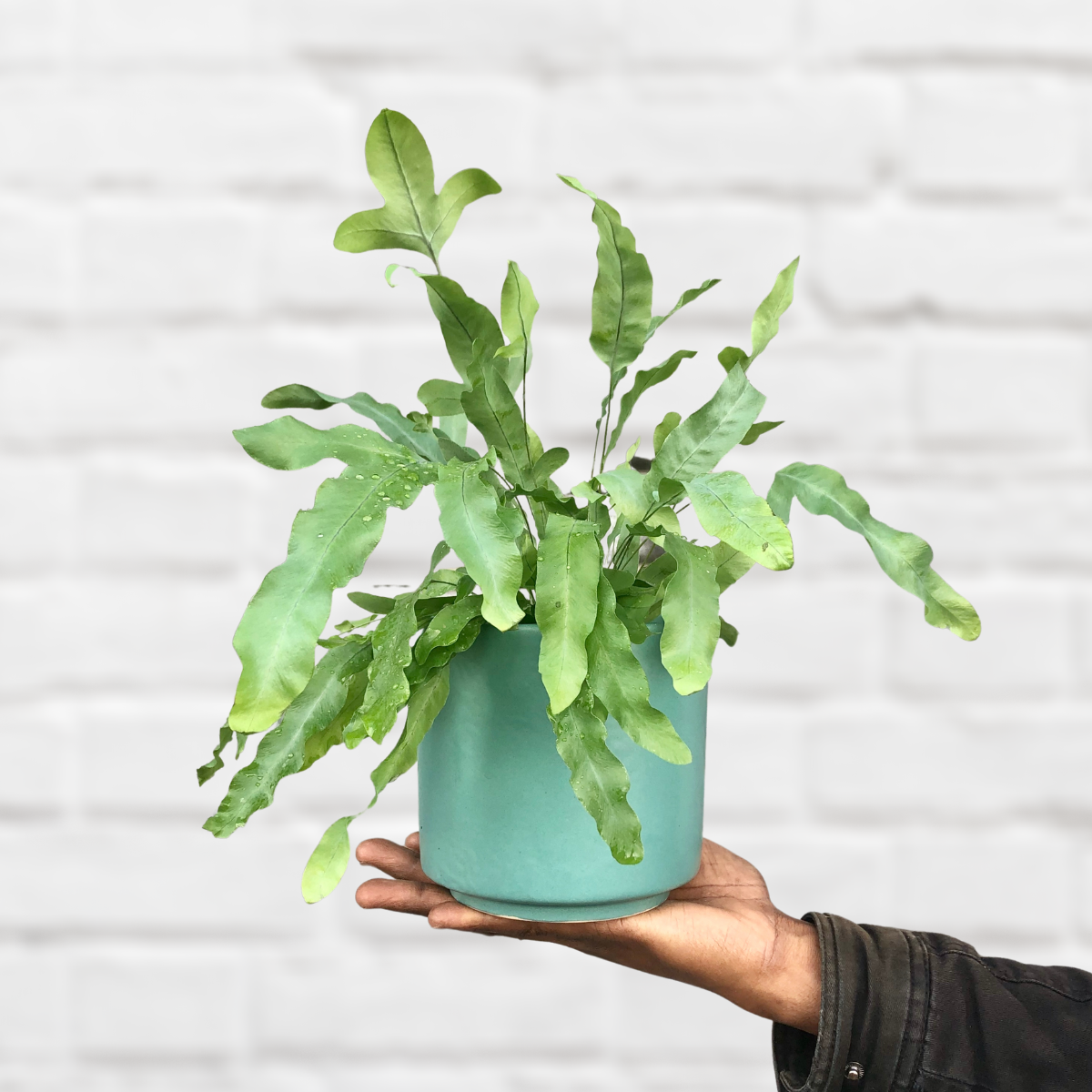 Blue Star Fern | Indoor Plant