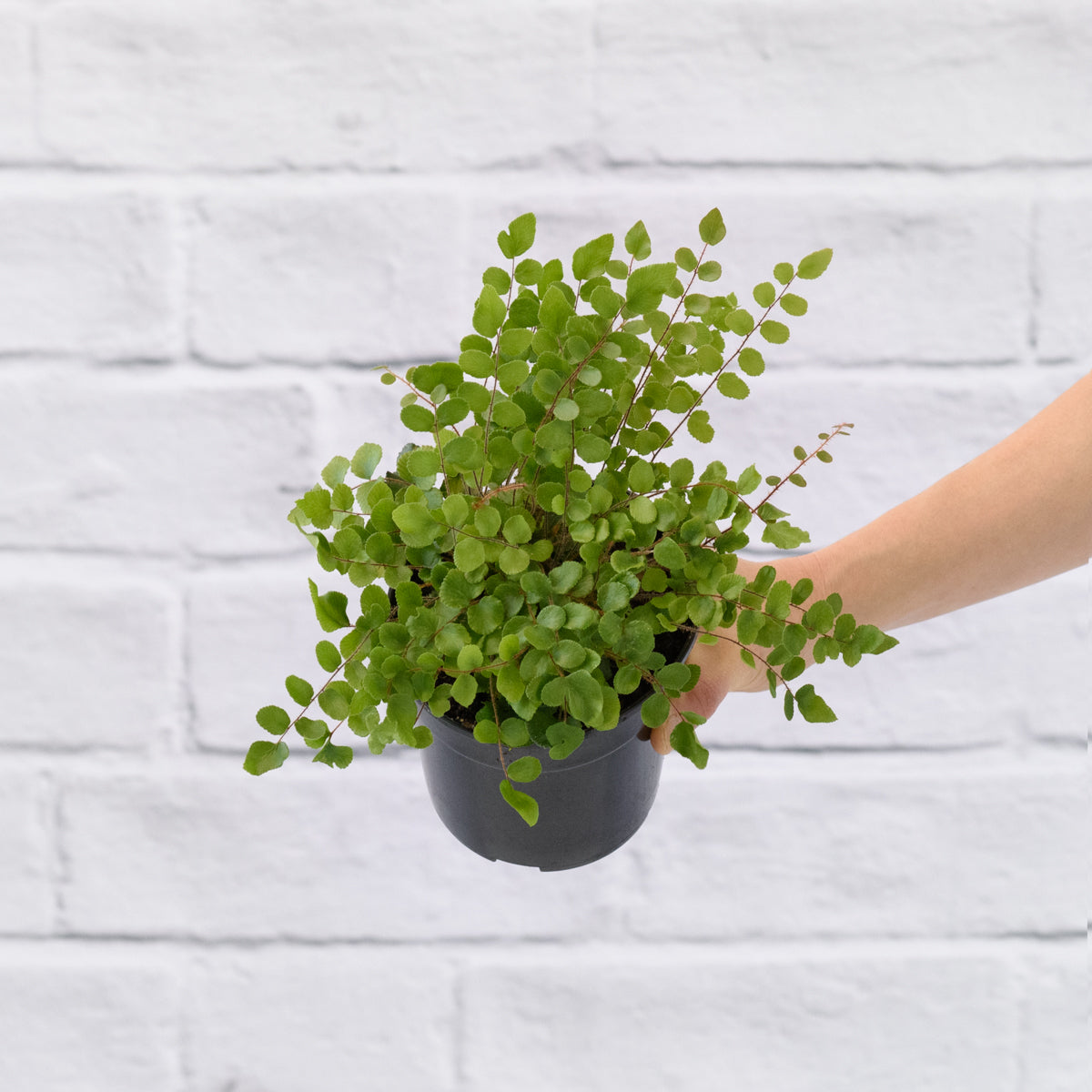 Button Fern – Plantify - Urban Nursery