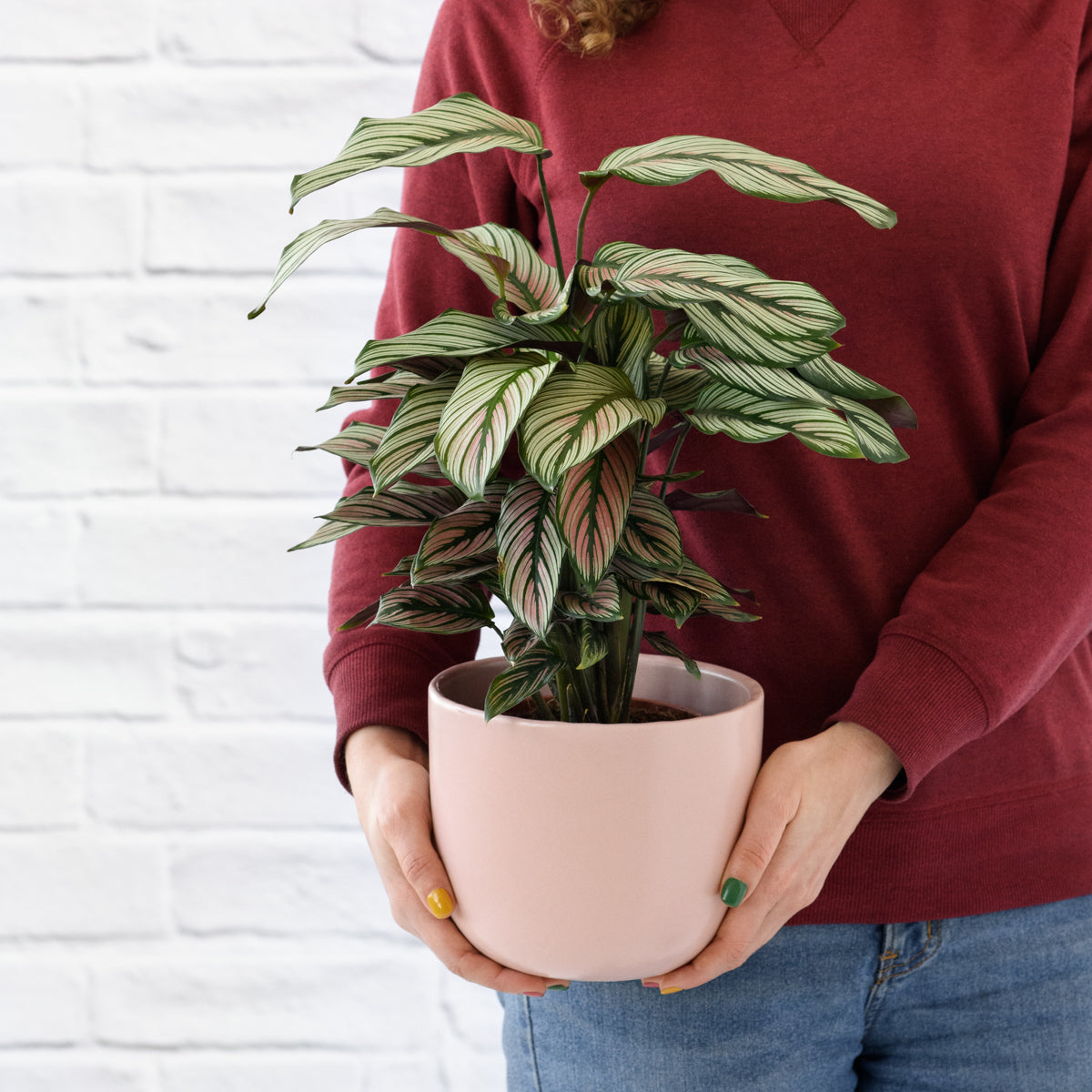 Calathea Majestic Star | Indoor Plant