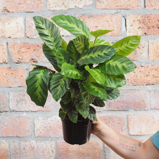 Calathea Misto - Plantify Urban Plantery