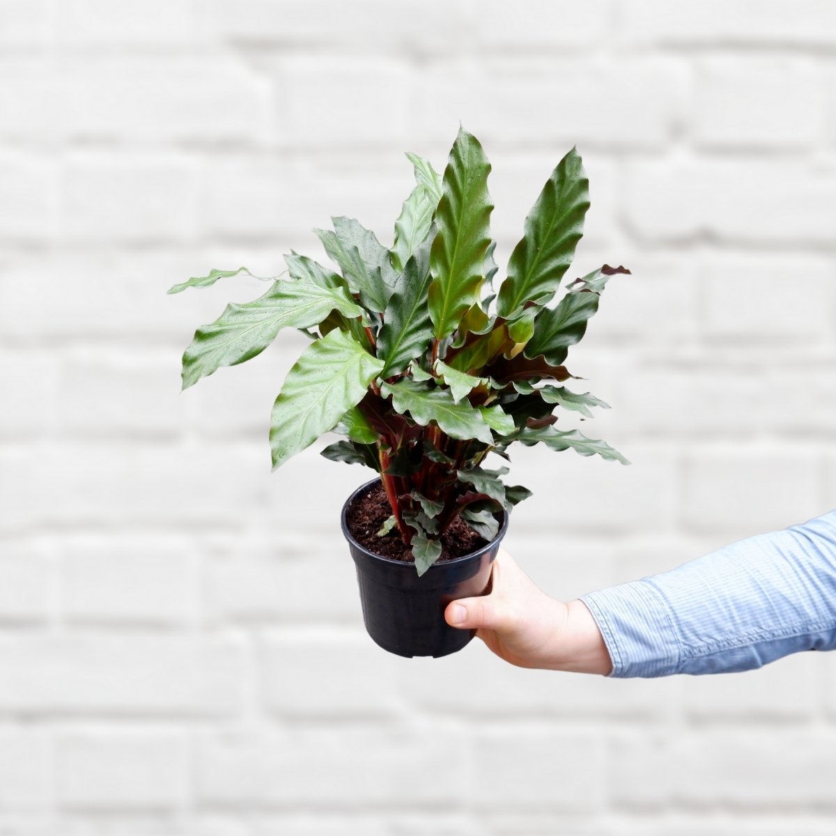 Calathea Rufibarba – Plantify - Urban Nursery