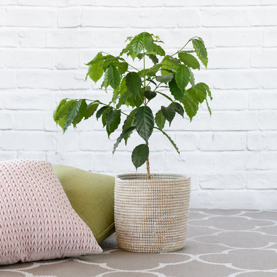 Coffee Tree - Grow your Own Cup at Home! – Plantify - Urban Nursery