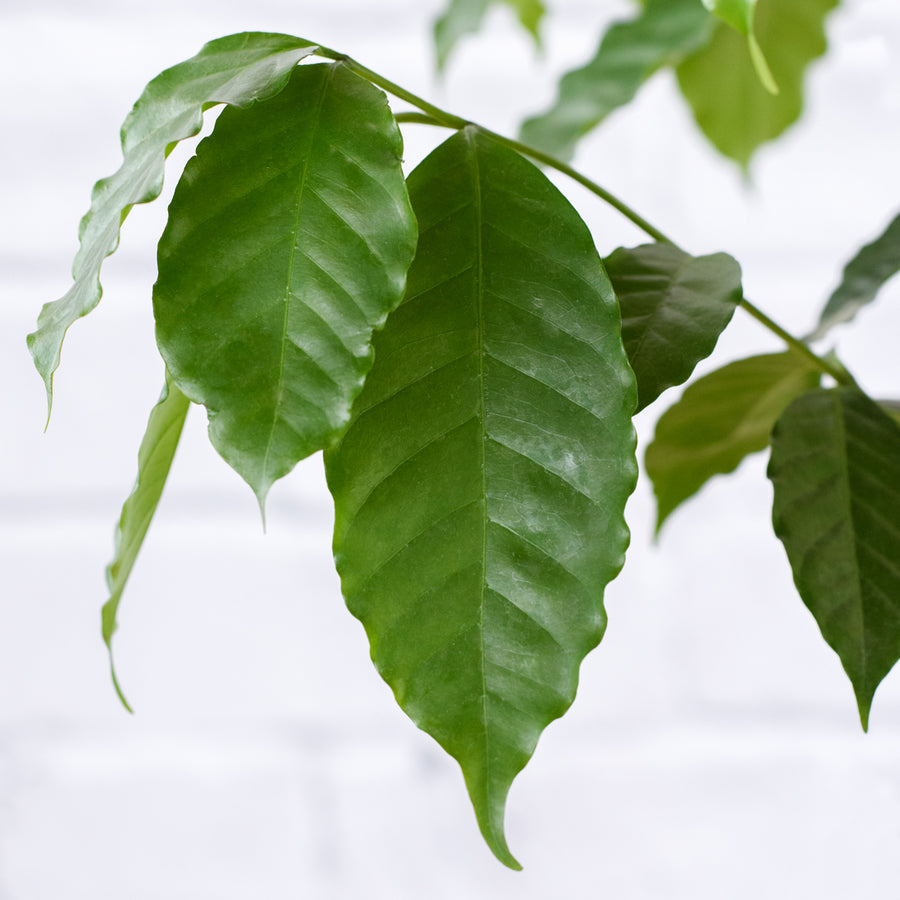 Coffee Tree - Plantify Urban Plantery