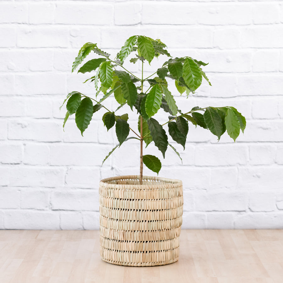 Coffee Tree - Grow your Own Cup at Home! – Plantify - Urban Nursery