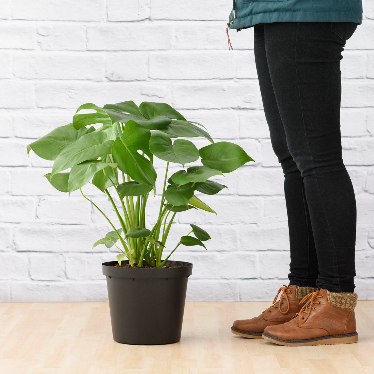 Delicious Monster - the Original Jungle Look – Plantify - Urban Nursery