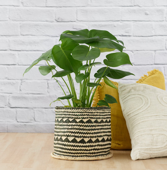 Delicious Monster - the Original Jungle Look – Plantify - Urban Nursery