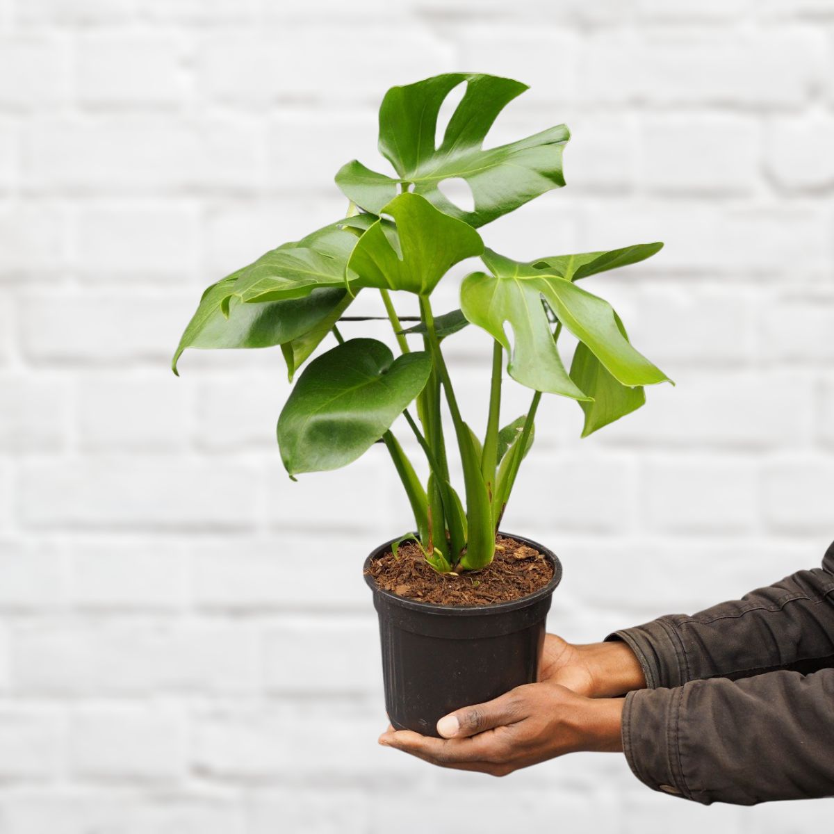 Delicious Monster - the Original Tropical Indoor Plant! – Plantify ...