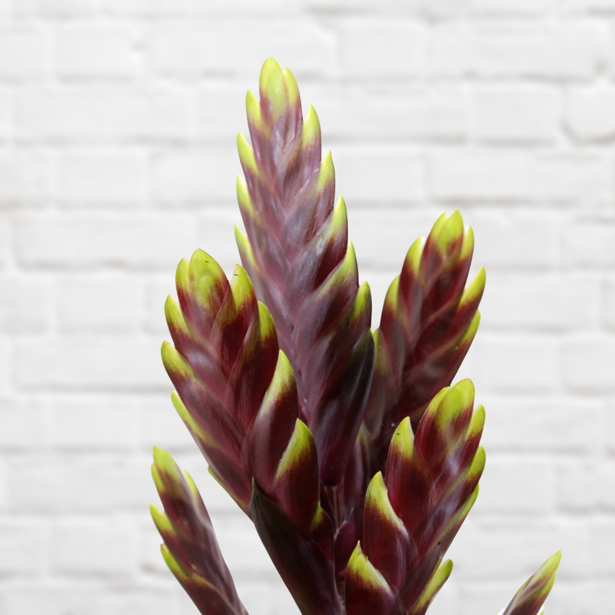 Bromeliad Vriesea - Maroon with Yellow Tips | Indoor Plant