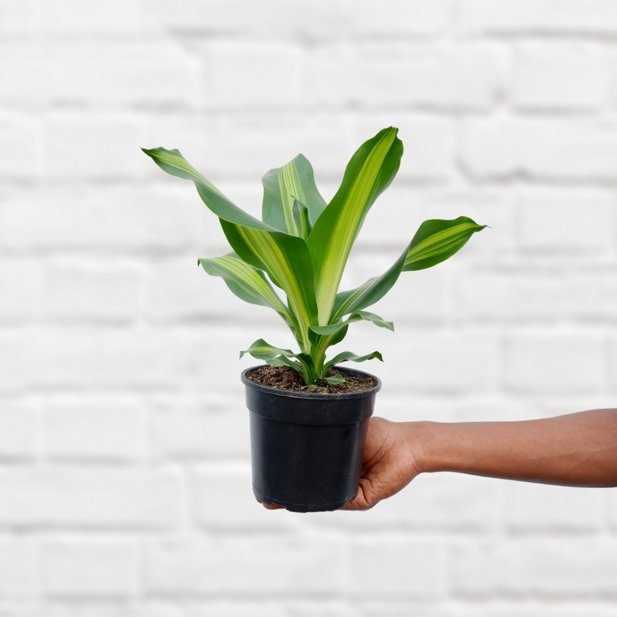 Dragon Tree - Burley | Indoor Plant