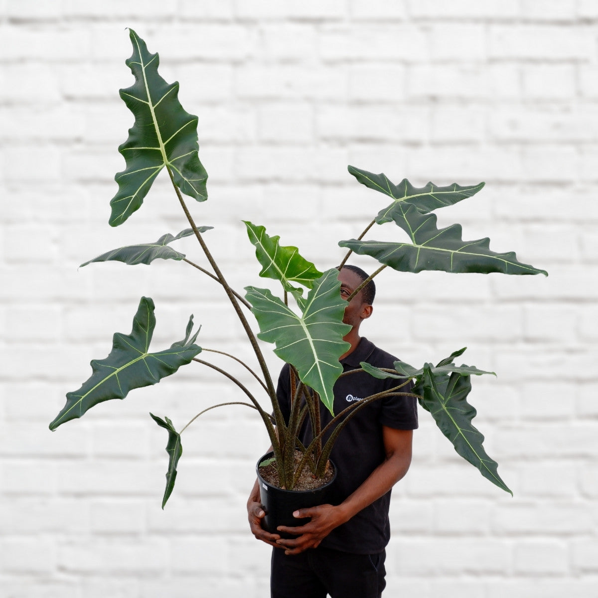 Elephant's Ear - Sarian - the Ultimate Statement Plant! – Plantify ...