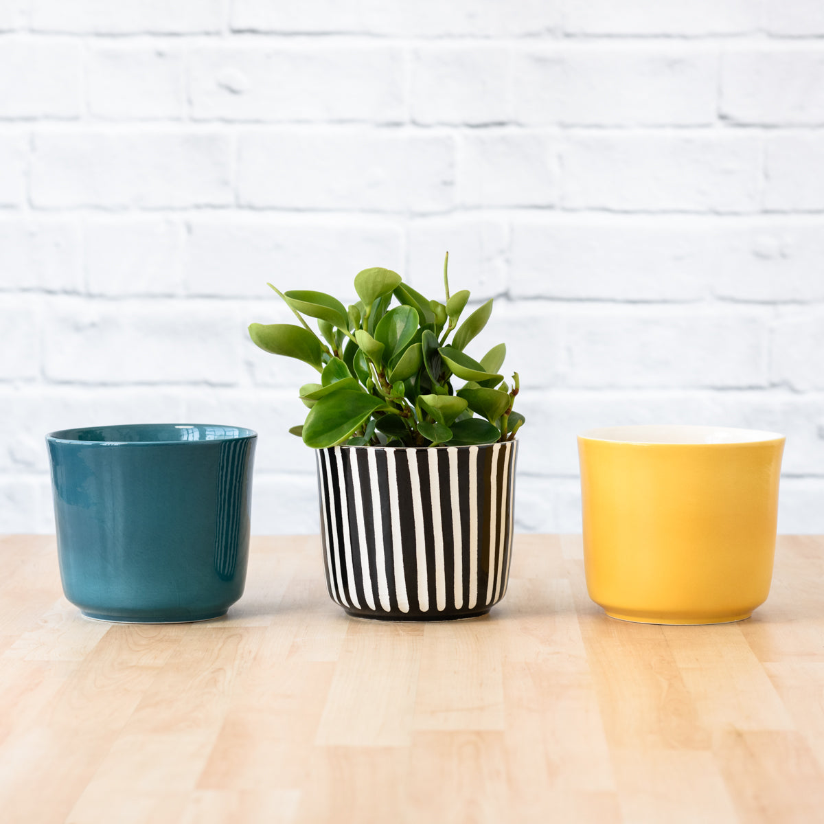 Emerson Pot - Bold – Plantify - Urban Nursery