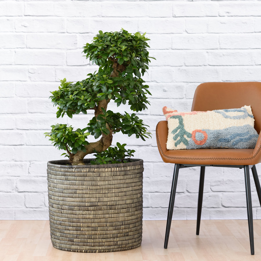 XL Floor Standing Plants - Big Plants Delivered!