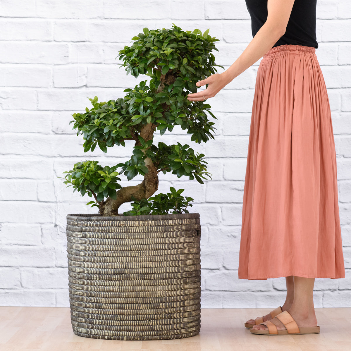 Ficus Ginseng - S-Shape - For something BOLD! – Plantify - Urban Nursery