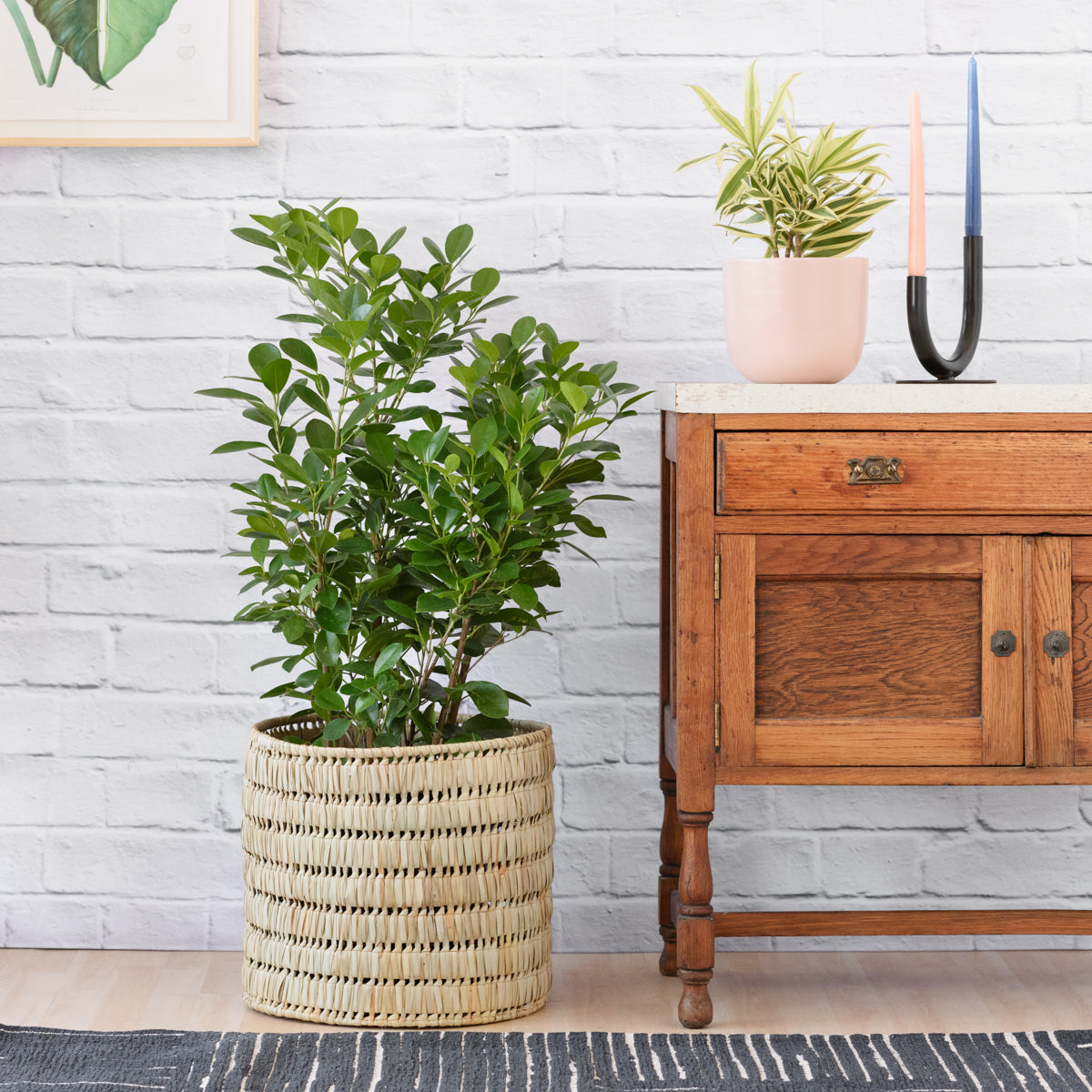 Large Ficus Moclame - Enjoy this Carefree Foliage Tree! – Plantify ...