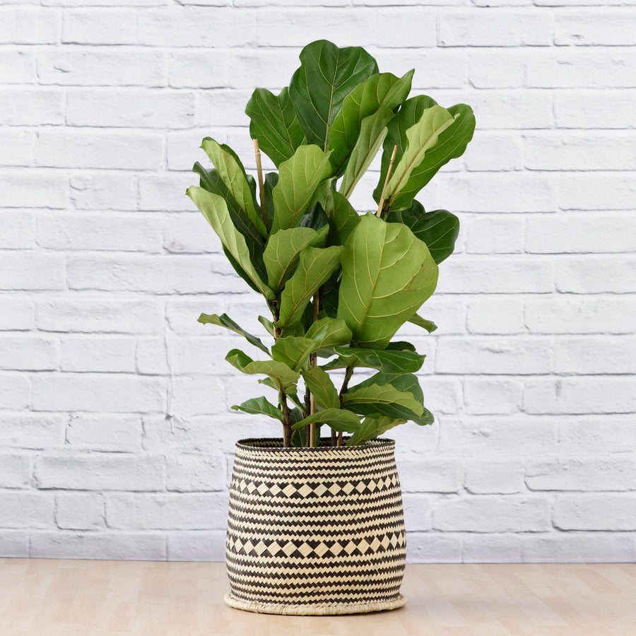 Fiddle Leaf Fig - The Most Lushest Greenery Yet! – Plantify - Urban Nursery