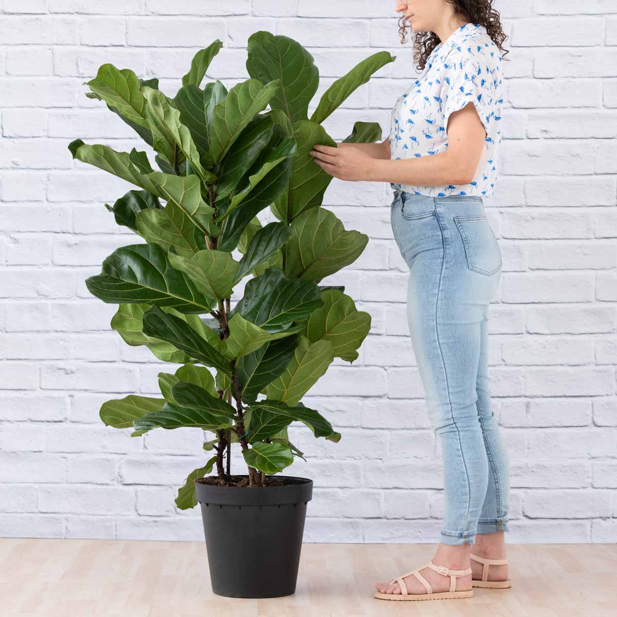 Fiddle Leaf Fig - 3 Stem - Extra Large | Indoor Plant