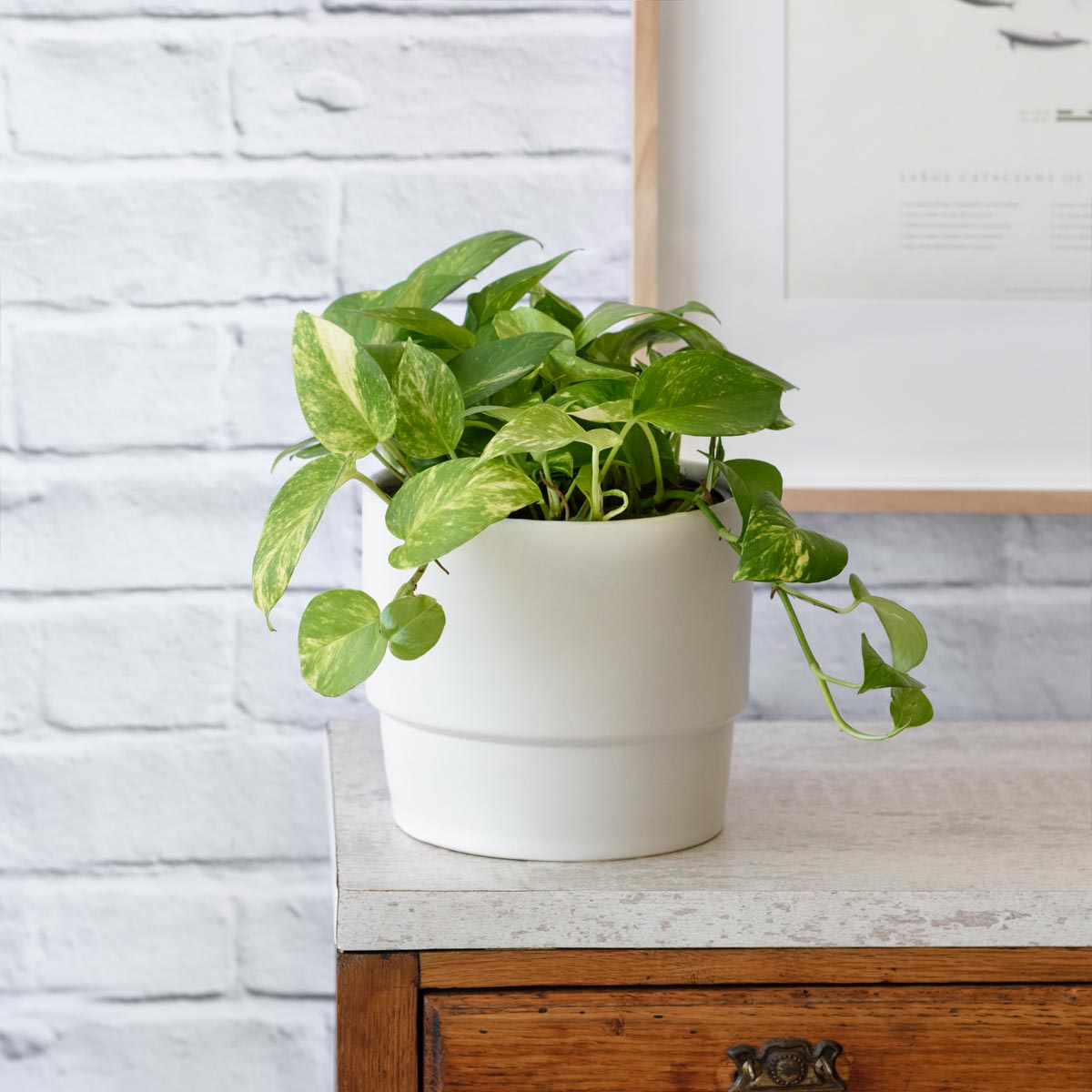 Golden Pothos - Large - The Heart Shaped Beauty! – Plantify - Urban Nursery