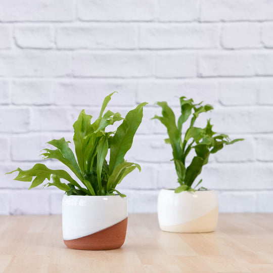 Green Flame Fern | Indoor Plant