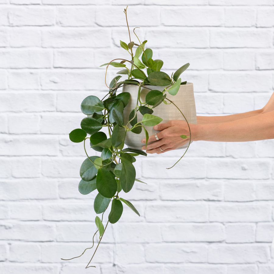 Hoya - For the Perfect Hanging Plant!