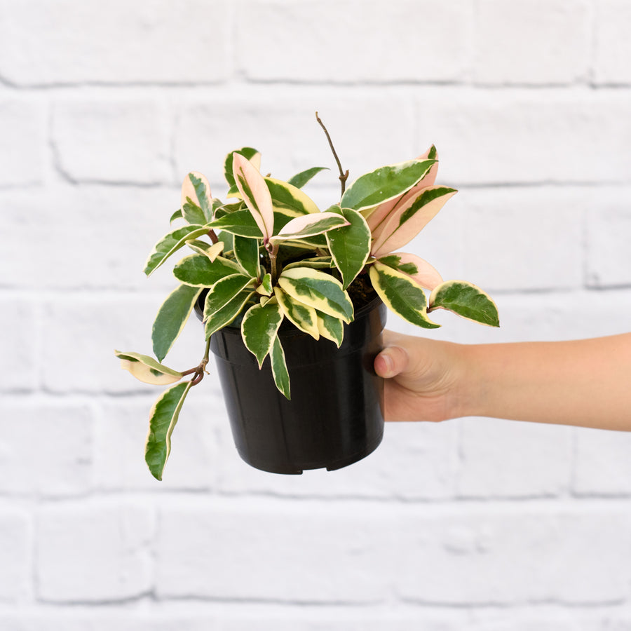 Hoya - For the Perfect Hanging Plant! – Plantify - Urban Nursery