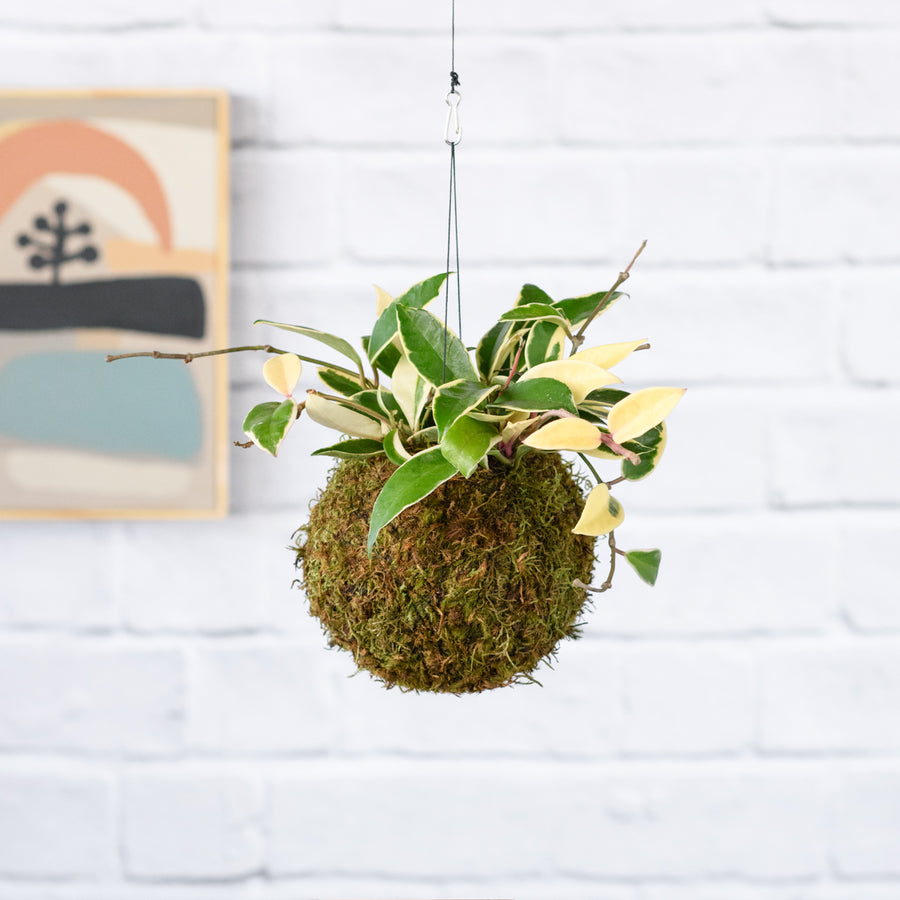 Hoya - For the Perfect Hanging Plant! – Plantify - Urban Nursery