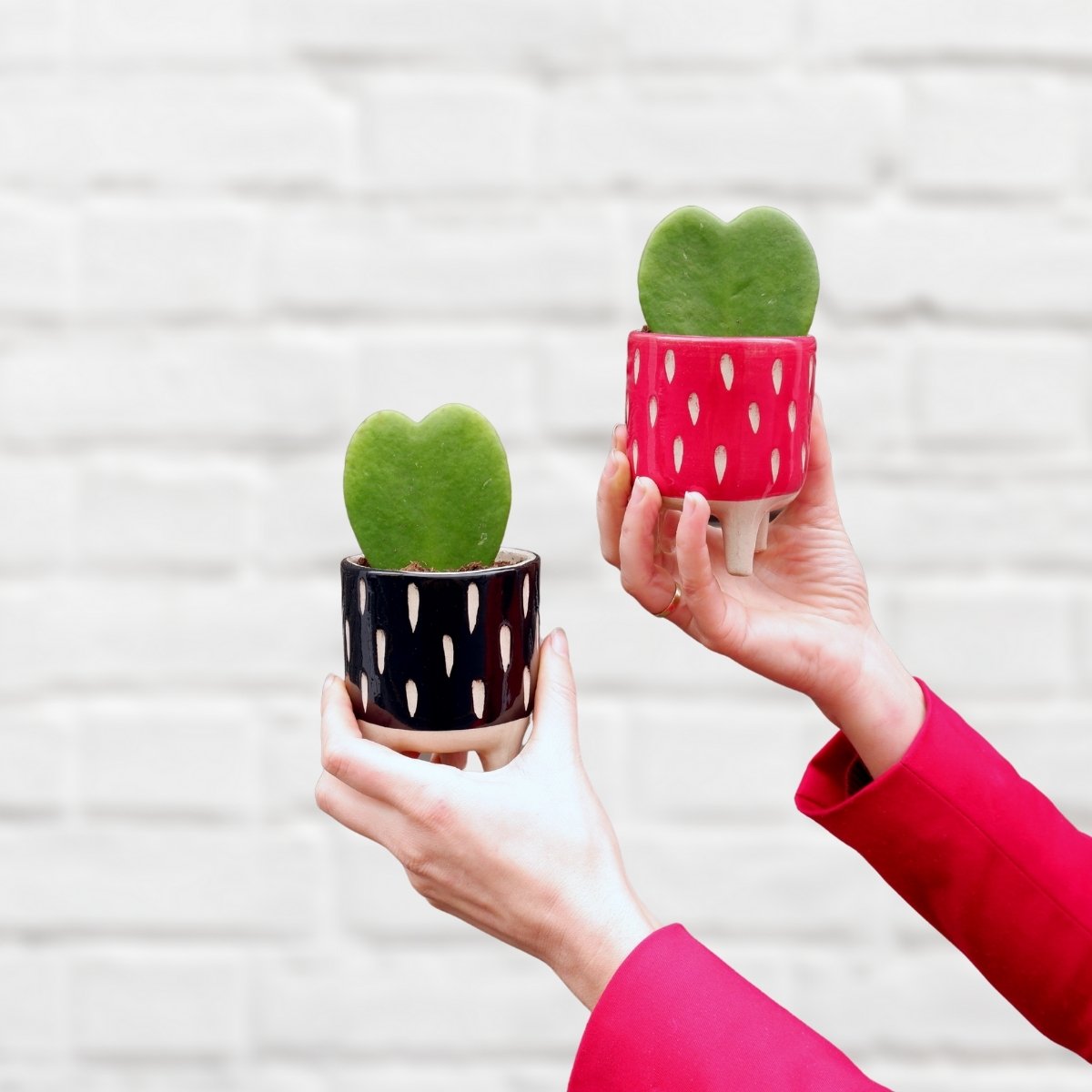 Hoya - Kerri | Indoor Plant