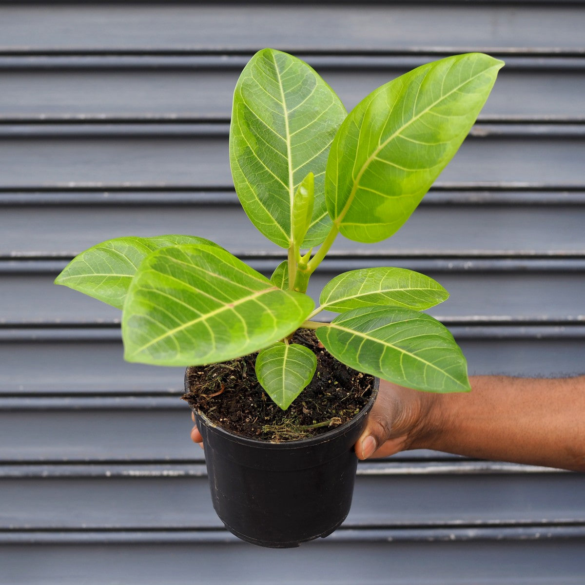 Lofty Fig - Yellow Gem – Plantify - Urban Nursery