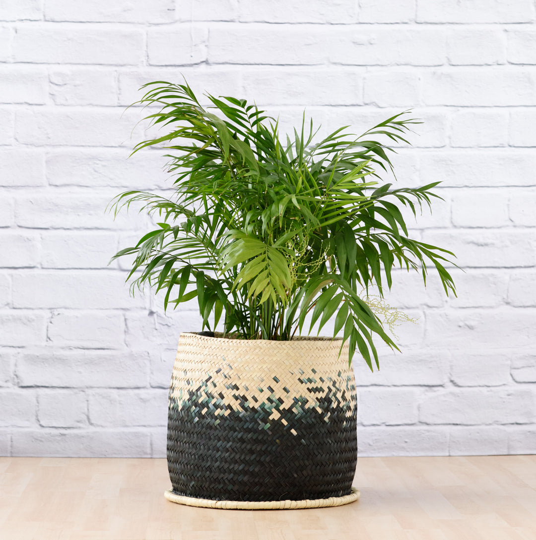 Love Palm EXTRA LARGE Plantify Urban Plantery love-palm-extra-large-plantify-urban-plantery