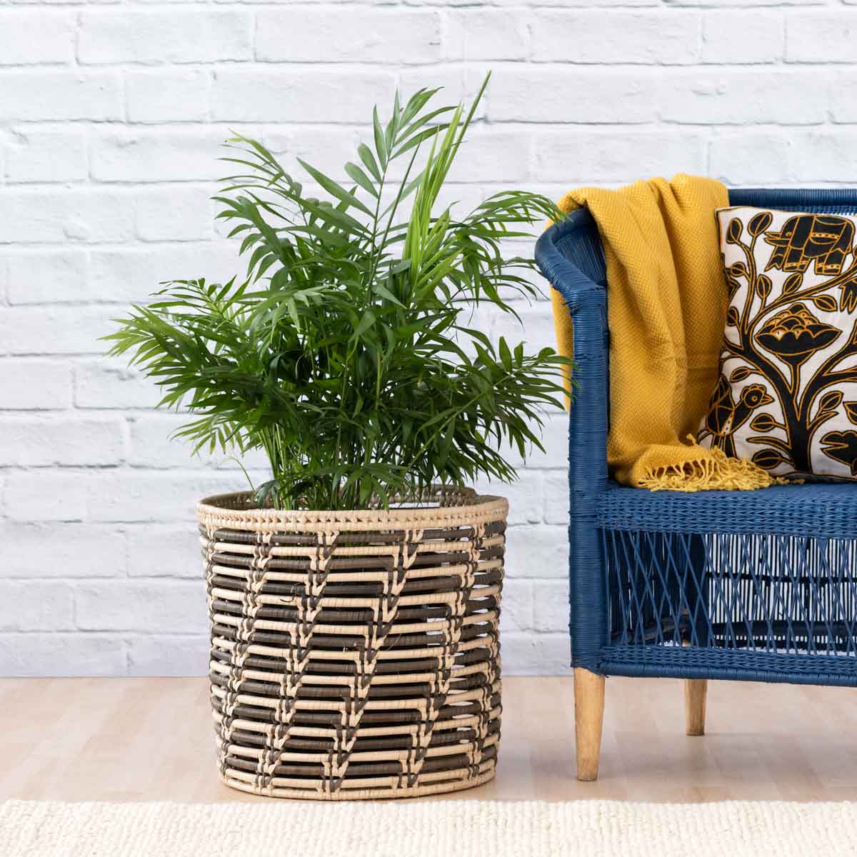 Love Palm - EXTRA LARGE – Plantify - Urban Nursery