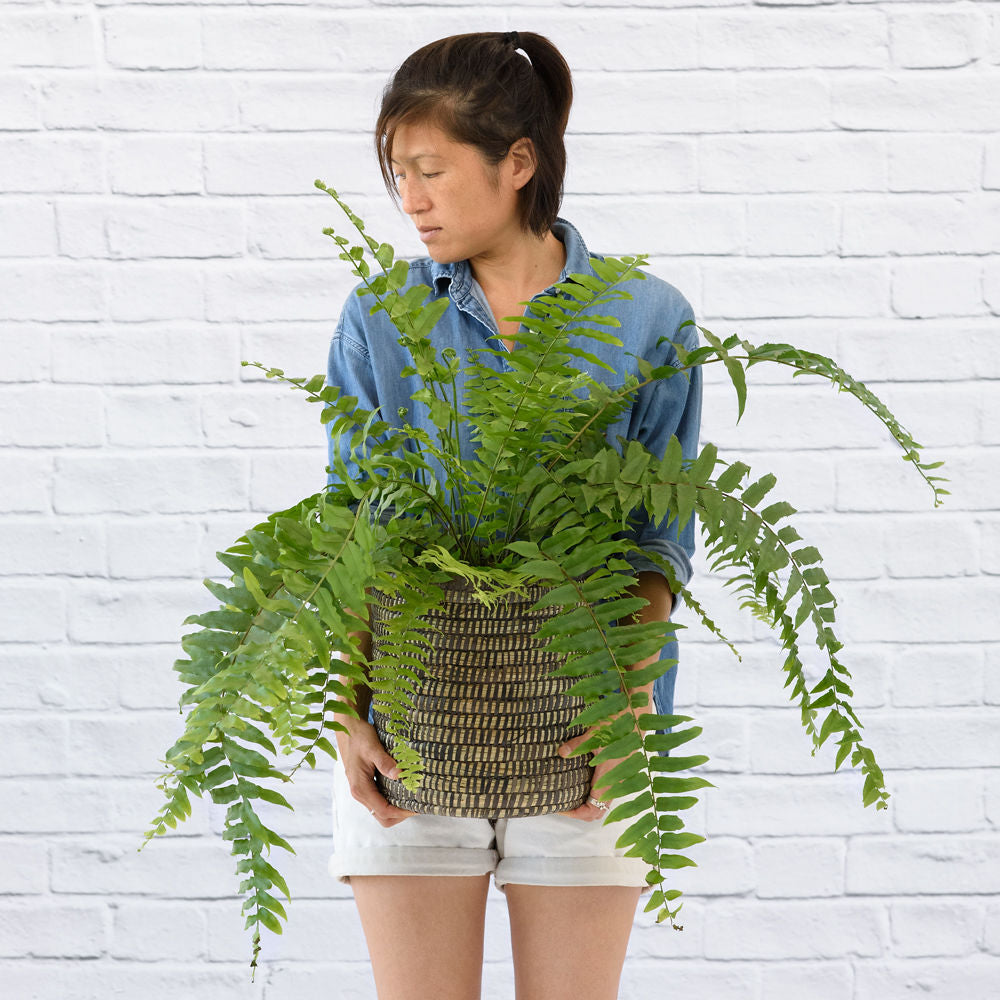Macho Fern | Indoor Plant