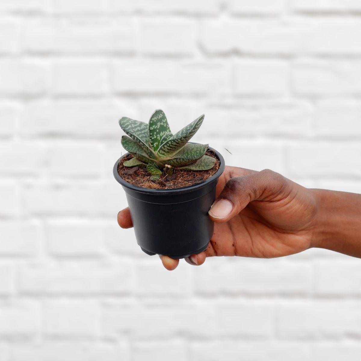 Ox Tongue Plant i An Indigenous Wonder! – Plantify - Urban Nursery