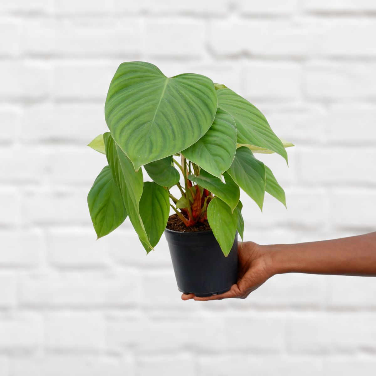 Philodendron - Fuzzy Petiole for that something unique! – Plantify ...