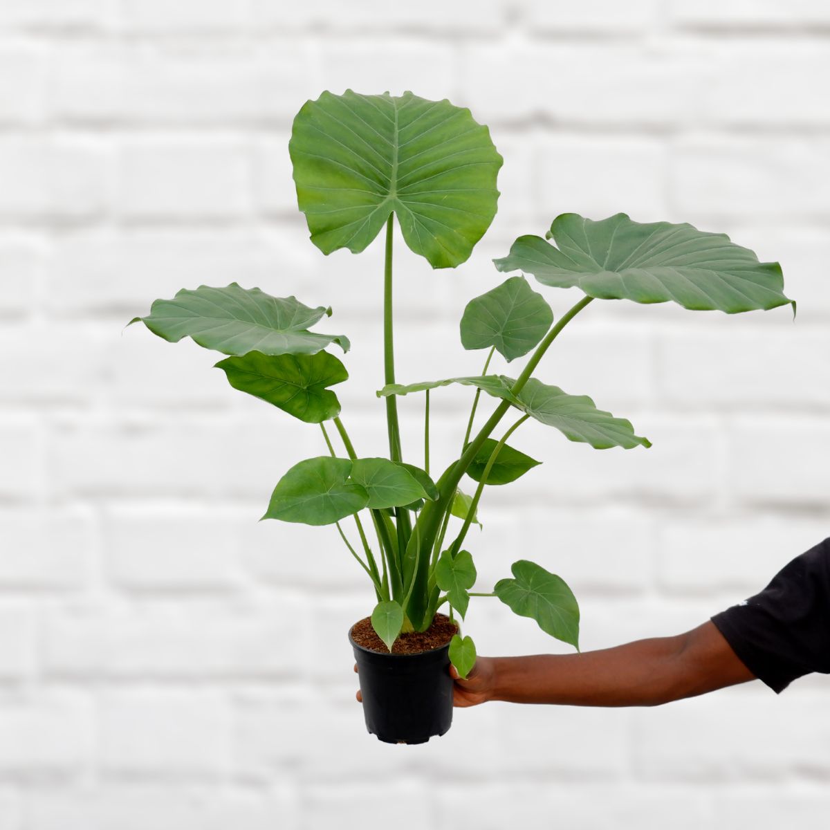 Dwarf Elephant's Ear - Instant Jungle Vibes! – Plantify - Urban Nursery