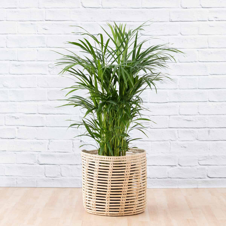 Parlor Palm - Large | Indoor Plant