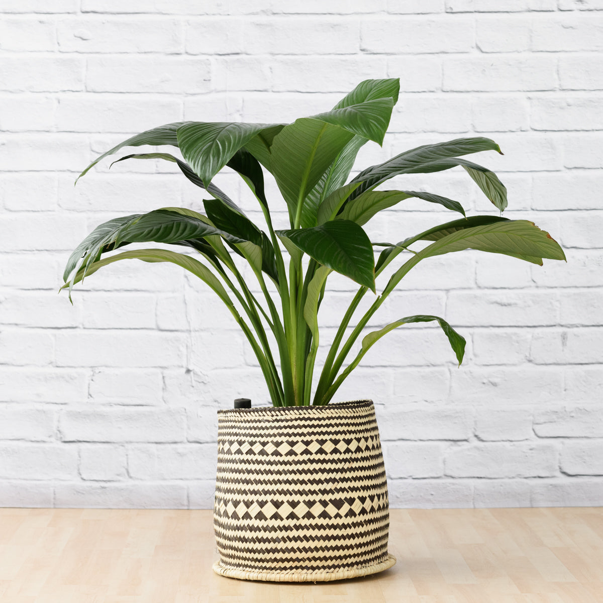Peace Lily - Sensation - Extra Large | Indoor Plant