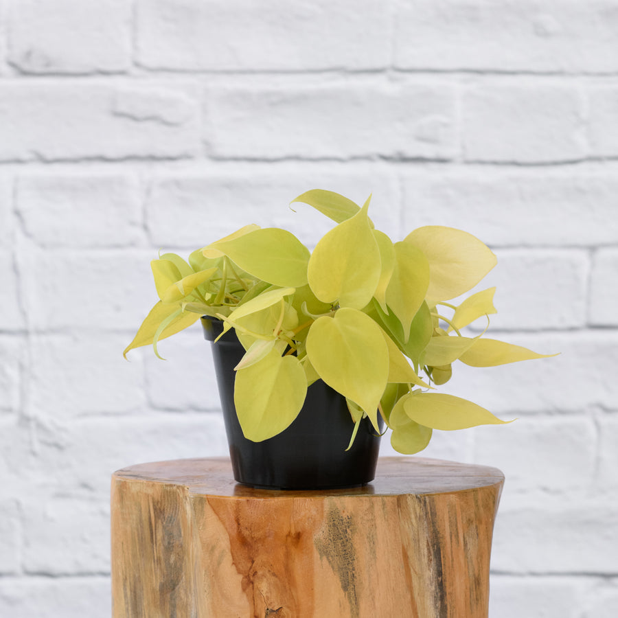 Philodendron Neon - Plantify Urban Plantery