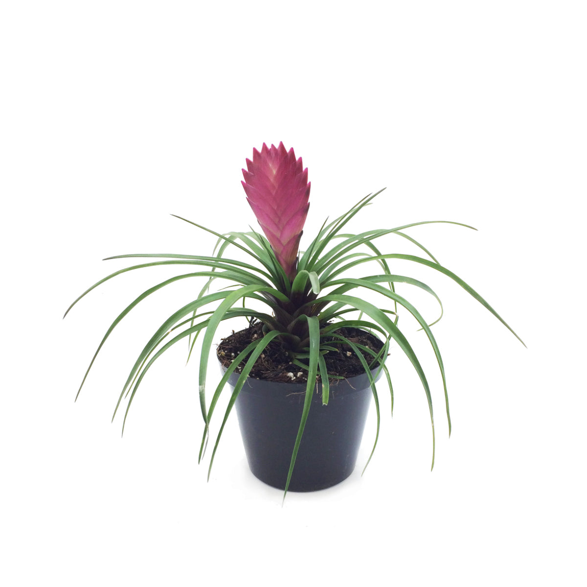 Pink Quill – Plantify - Urban Nursery