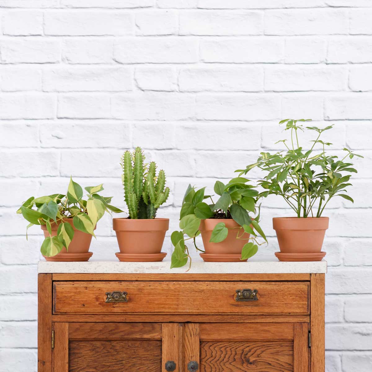 Plant Parent Pack - Start Your Plan Journey Here! – Plantify - Urban ...