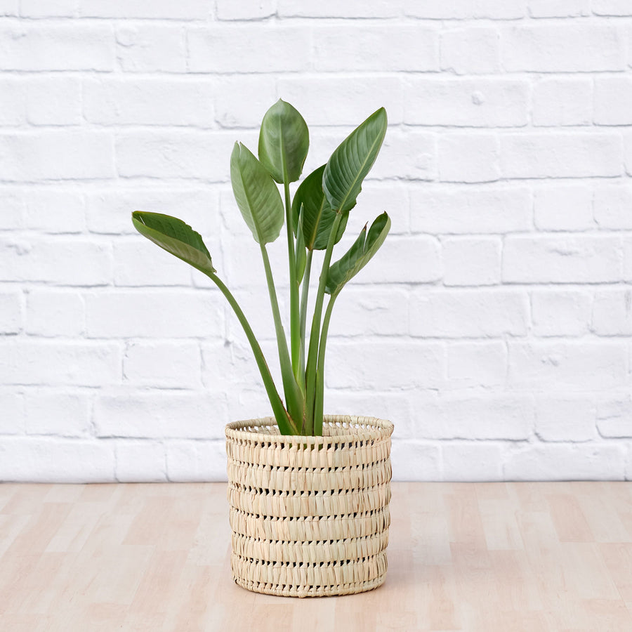 How to Identify Plant Leaf Nodes – Plantify - Urban Nursery