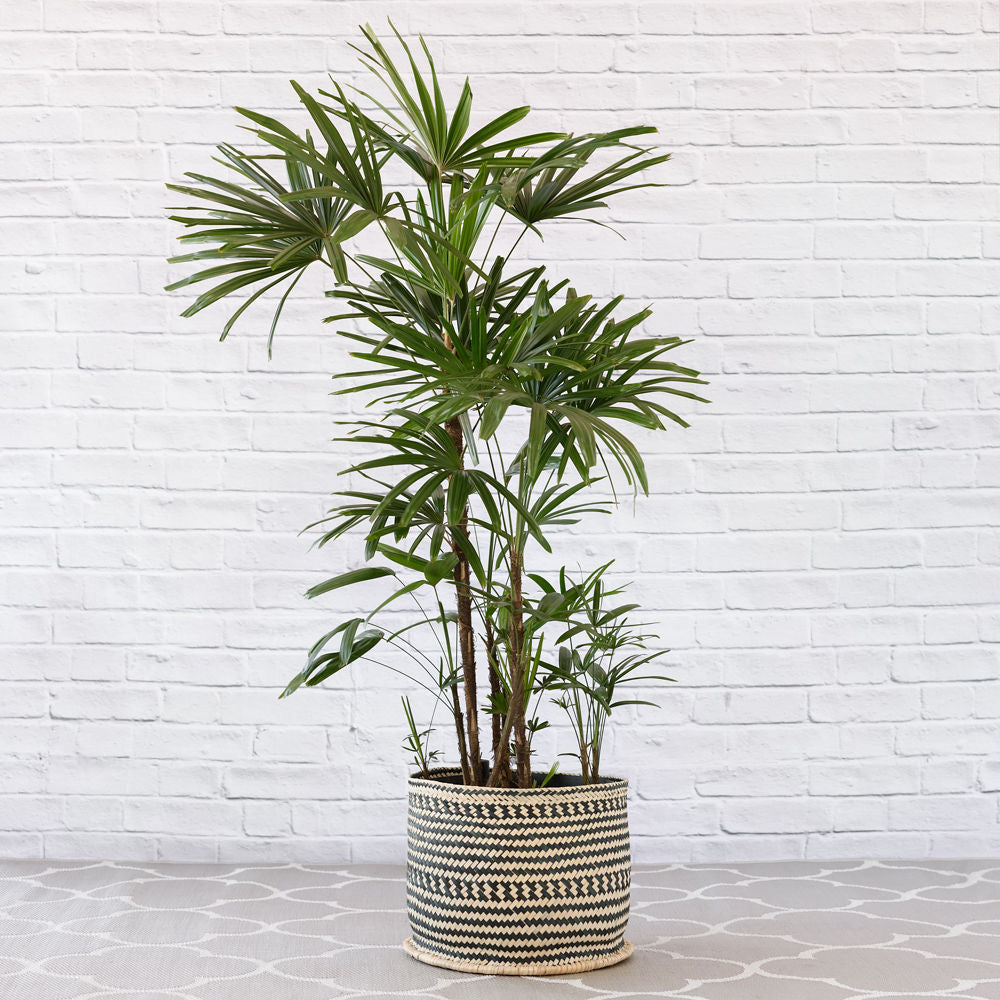 Broadleaf Lady Palm - Extra Large - the Lush Statement Plant – Plantify ...