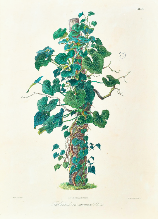 Botanical Art - Enjoy our special Art Selection! - tagged "["Bits ...