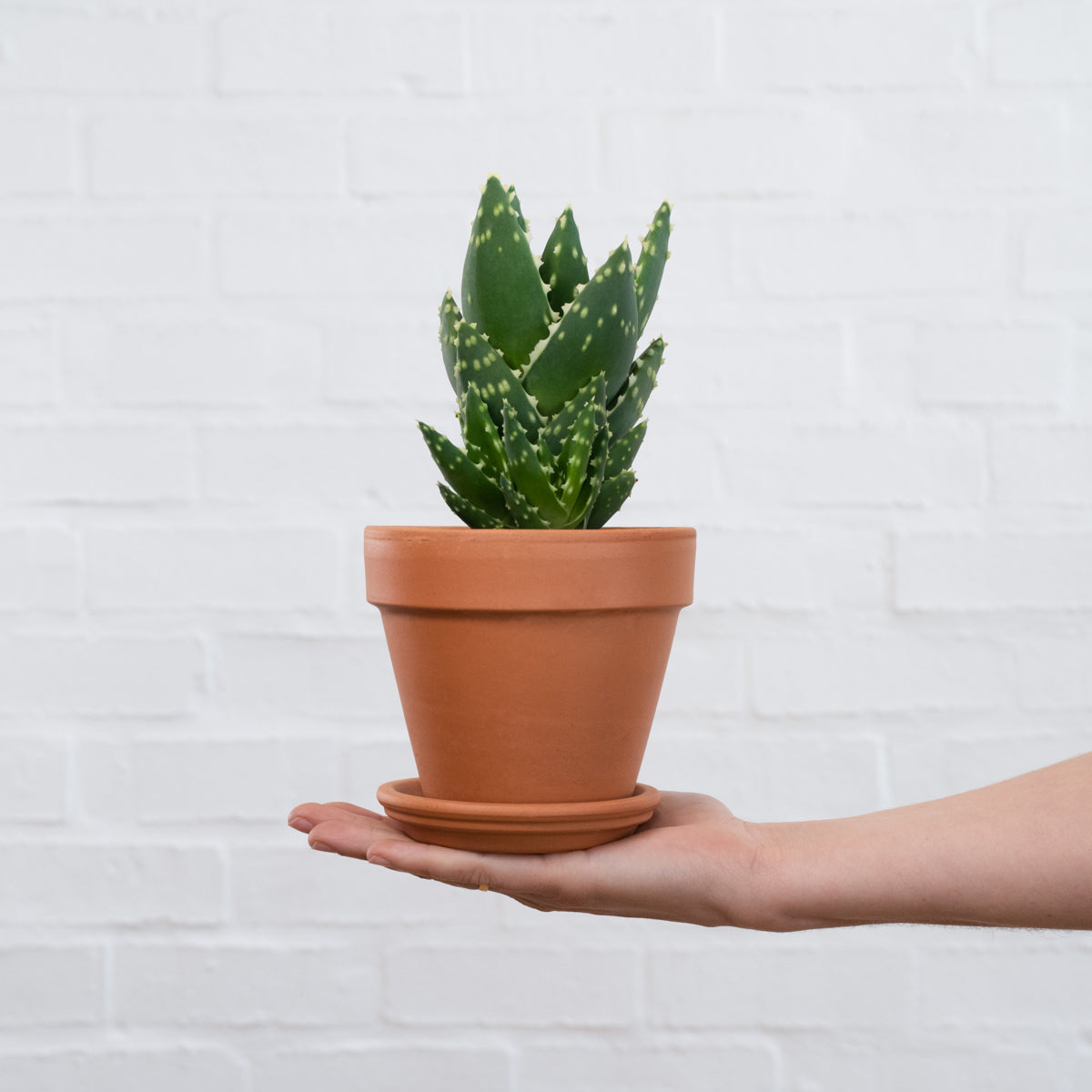 Jewelled Aloe | Indoor Plant
