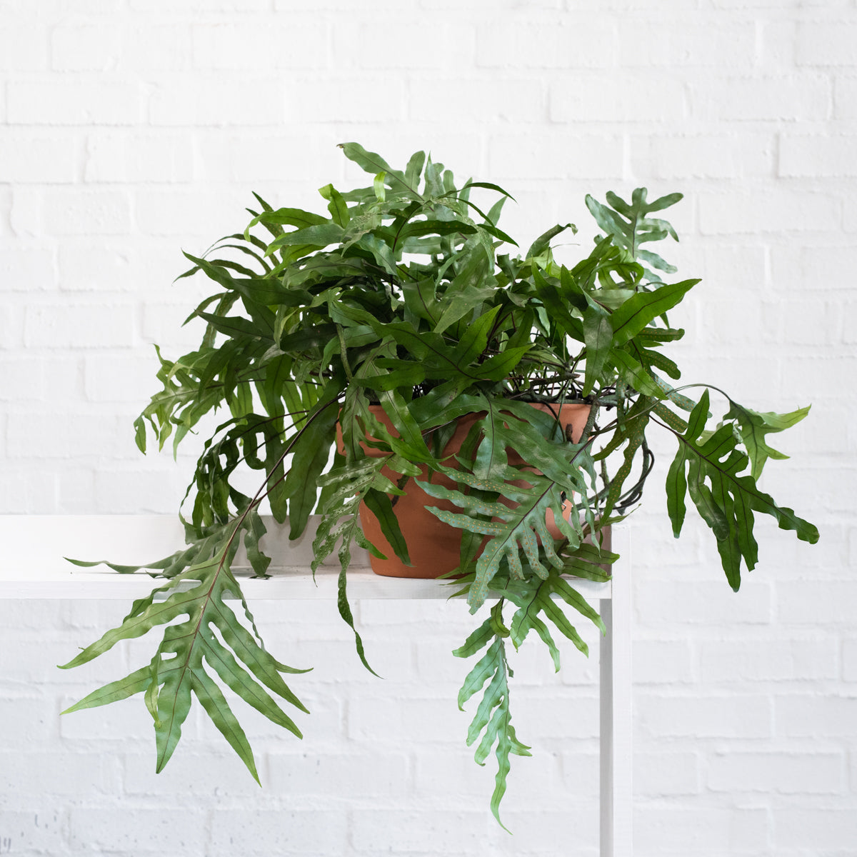 Kangaroo Fern - The Evergreen Easy Care Fern! – Plantify - Urban Nursery