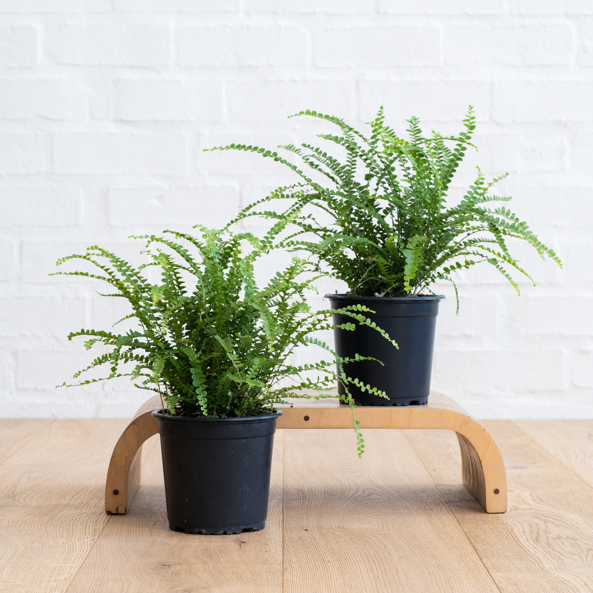 Lemon Button Fern Plantify Urban Plantery