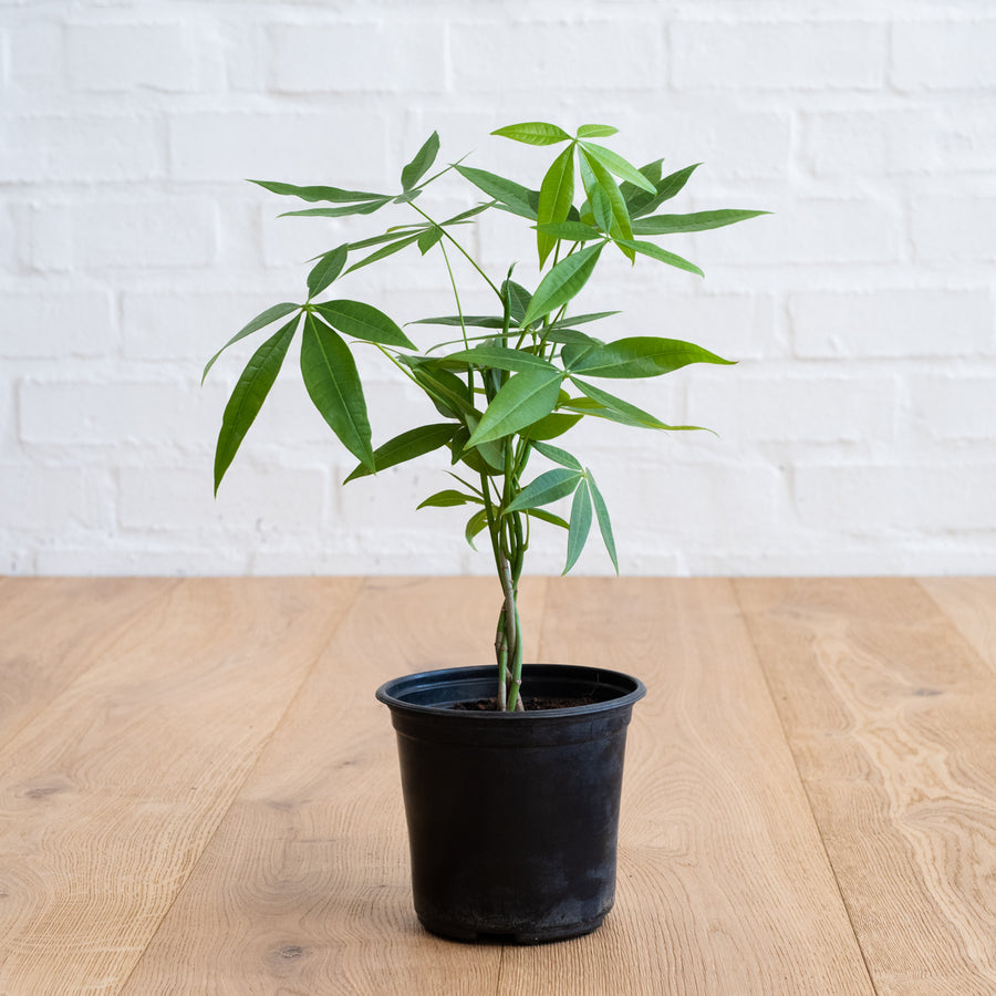 Chinese Money Tree - The Lucky Bringing Houseplant! – Plantify - Urban ...