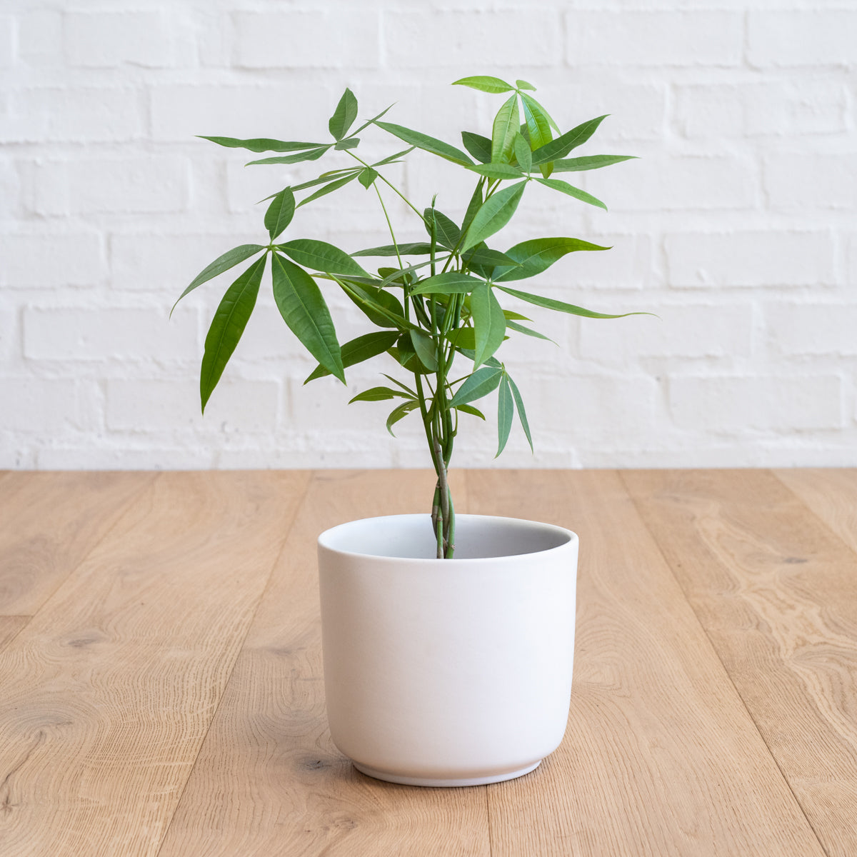 Chinese Money Tree - The Lucky Bringing Houseplant! – Plantify - Urban ...