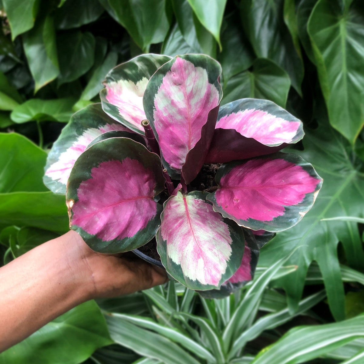 Calathea Rosy – Plantify - Urban Nursery