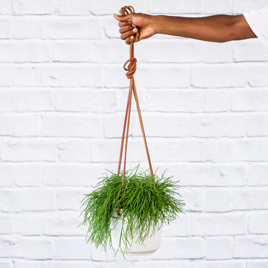 TOP 8 INDOOR PLANTS THAT ARE ALLERGY-SAFE – Plantify - Urban Nursery